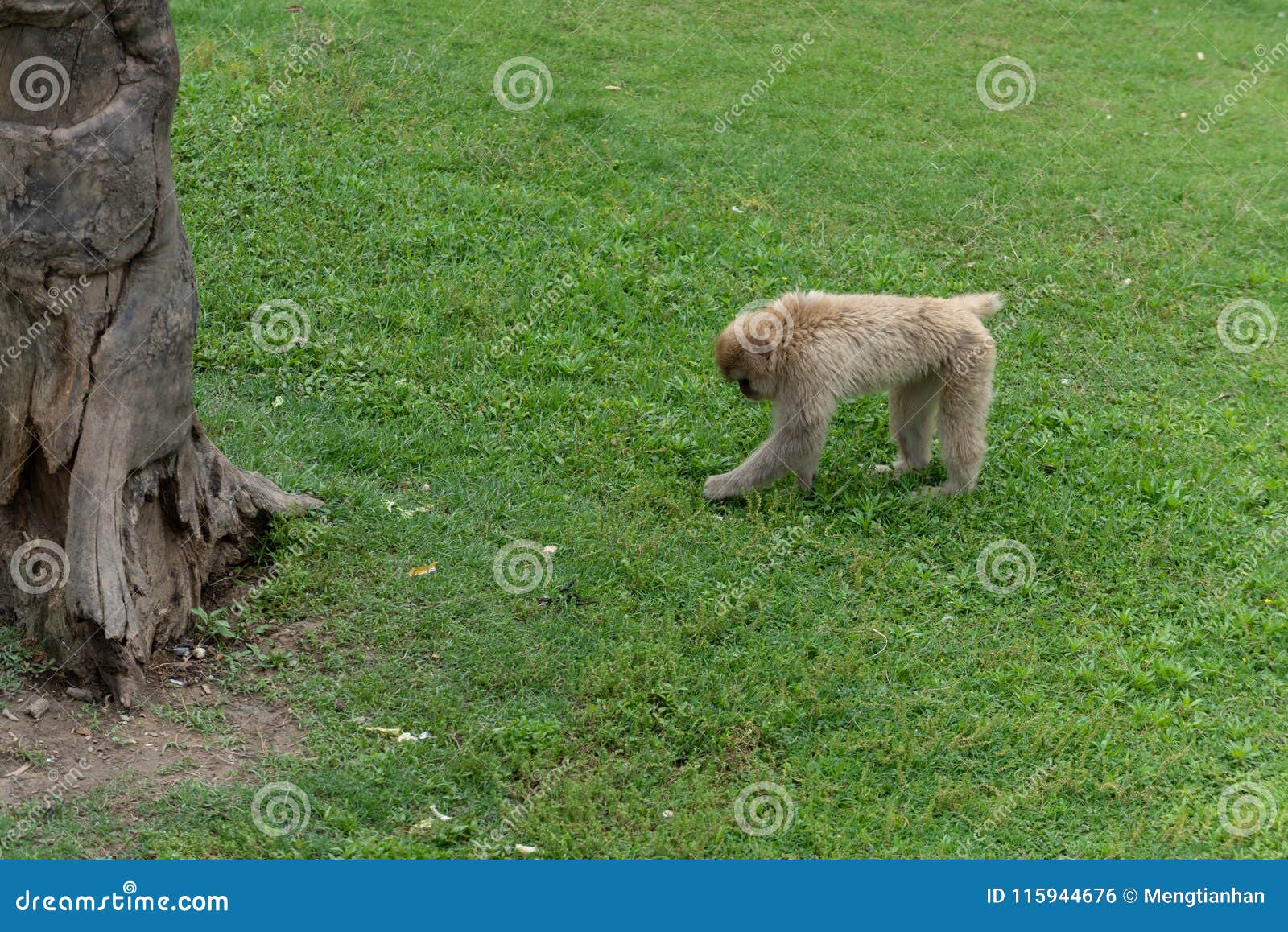 Foraging on the Meadow-Macaque-Macaca Mulatta Stock Photo - Image of ...