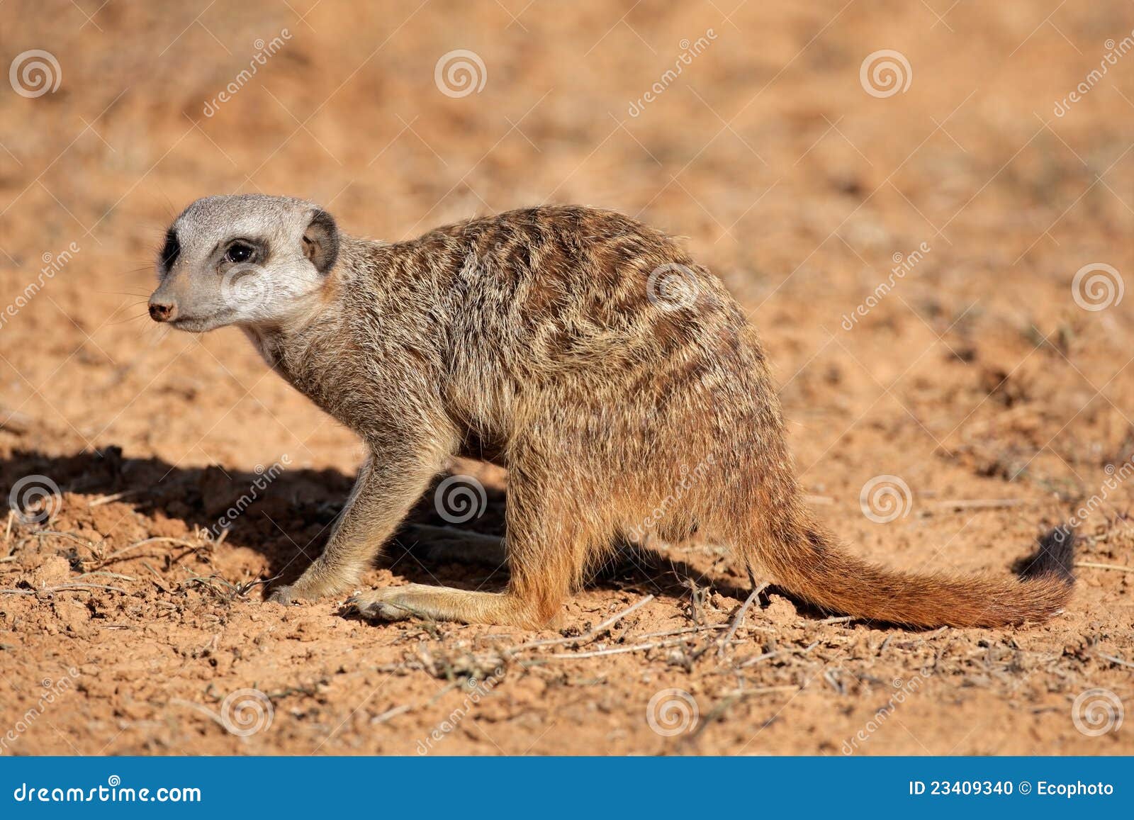 Foraging meerkat stock photo. Image of meerkat, south - 23409340