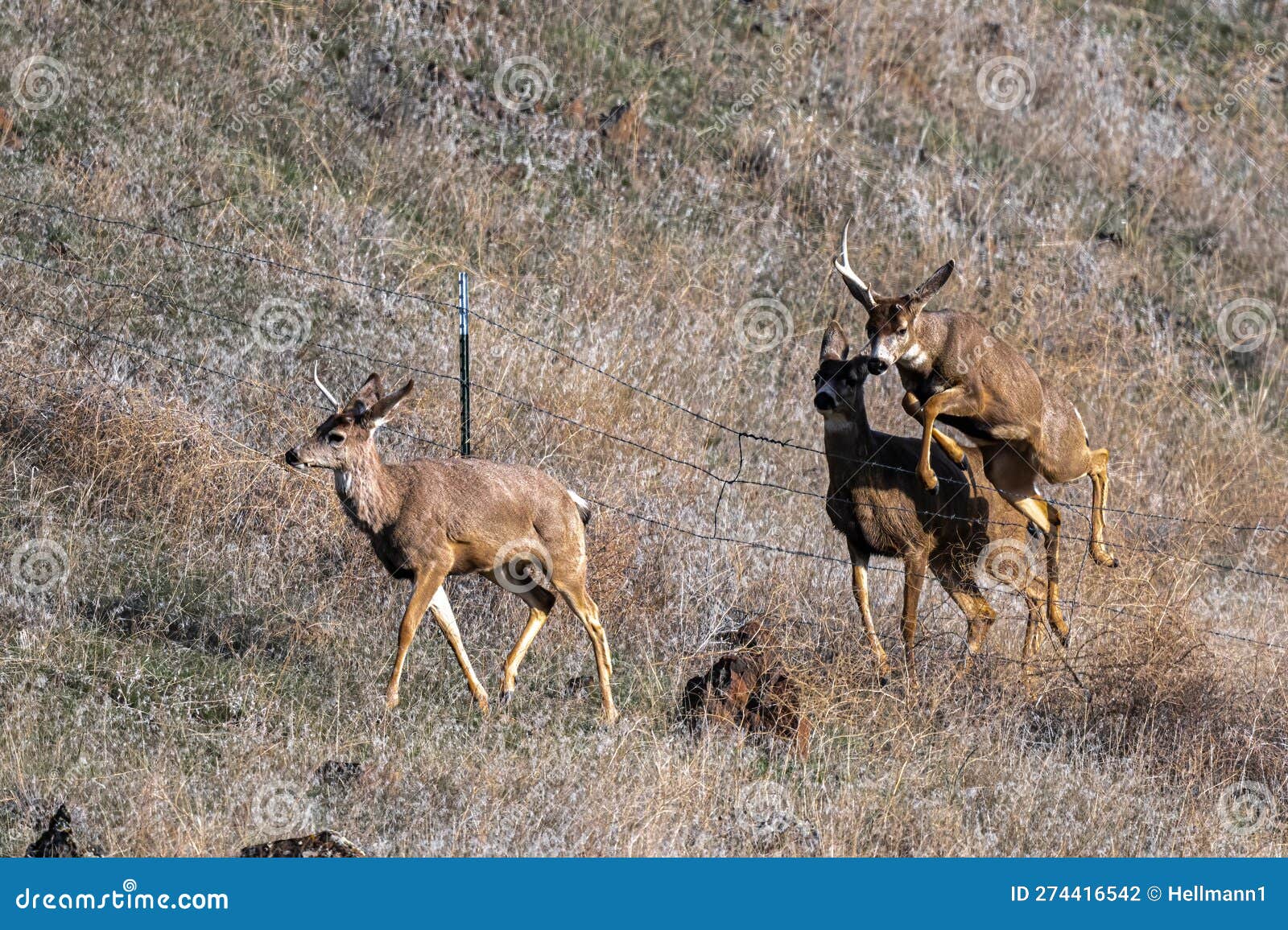 Foraging Mule Deer stock photo. Image of backyard, wild - 274416542