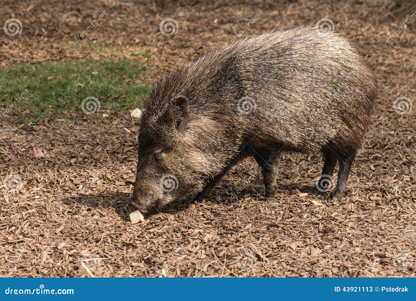 Foraging peccary stock image. Image of skunk, farming - 43921113