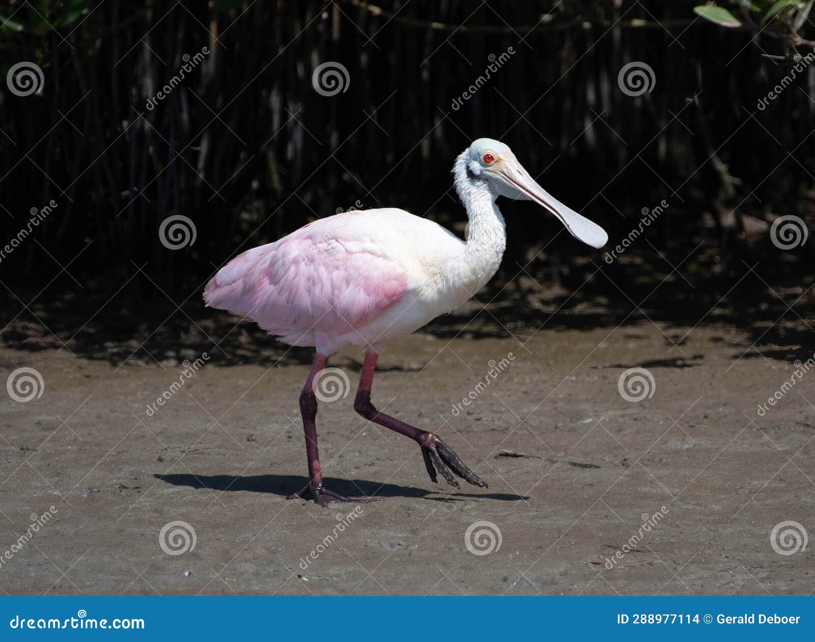 Foraging Roseate Spoonbill stock photo. Image of america - 288977114