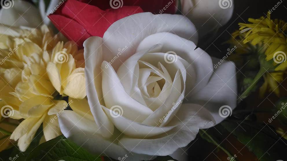 Foral background stock image. Image of petals, spring - 180136777