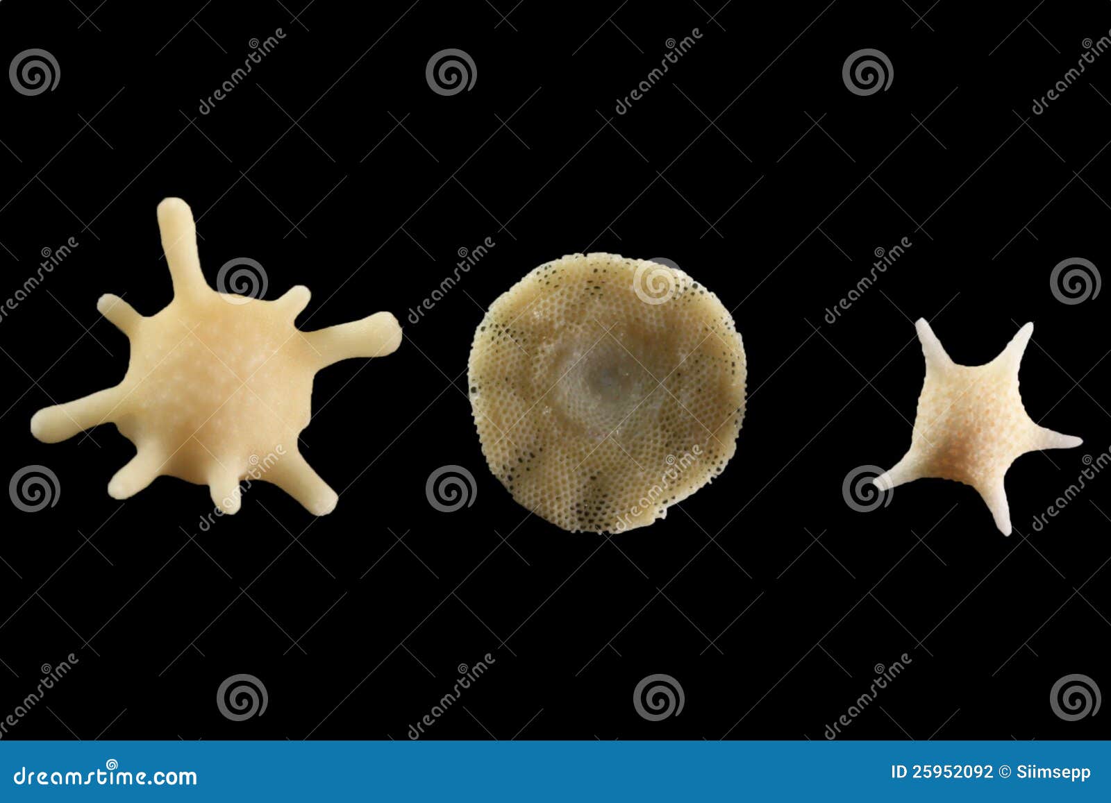 Foraminifera stock photo. Image of fragile, foraminifera - 25952092