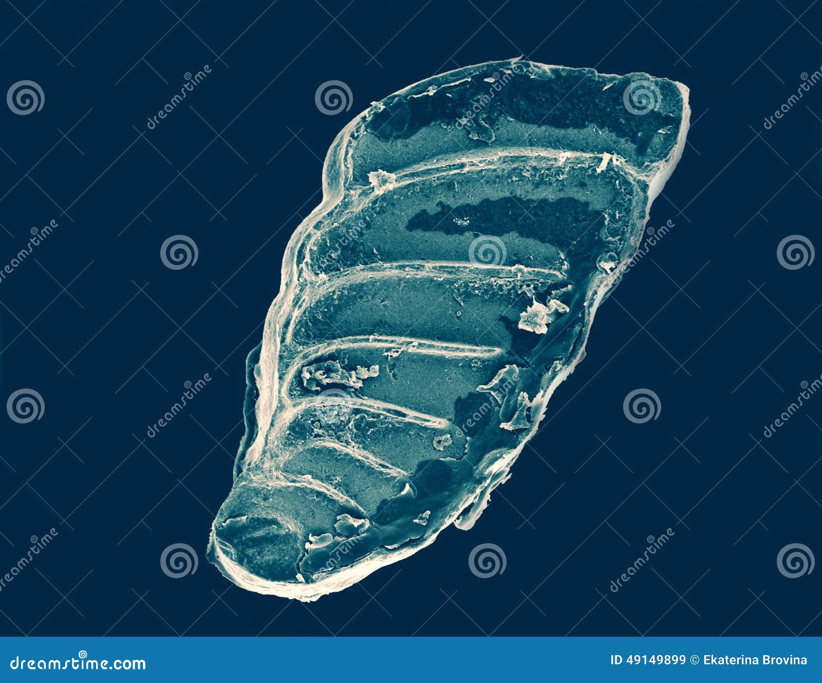 The foraminifera shell stock illustration. Illustration of vintage ...