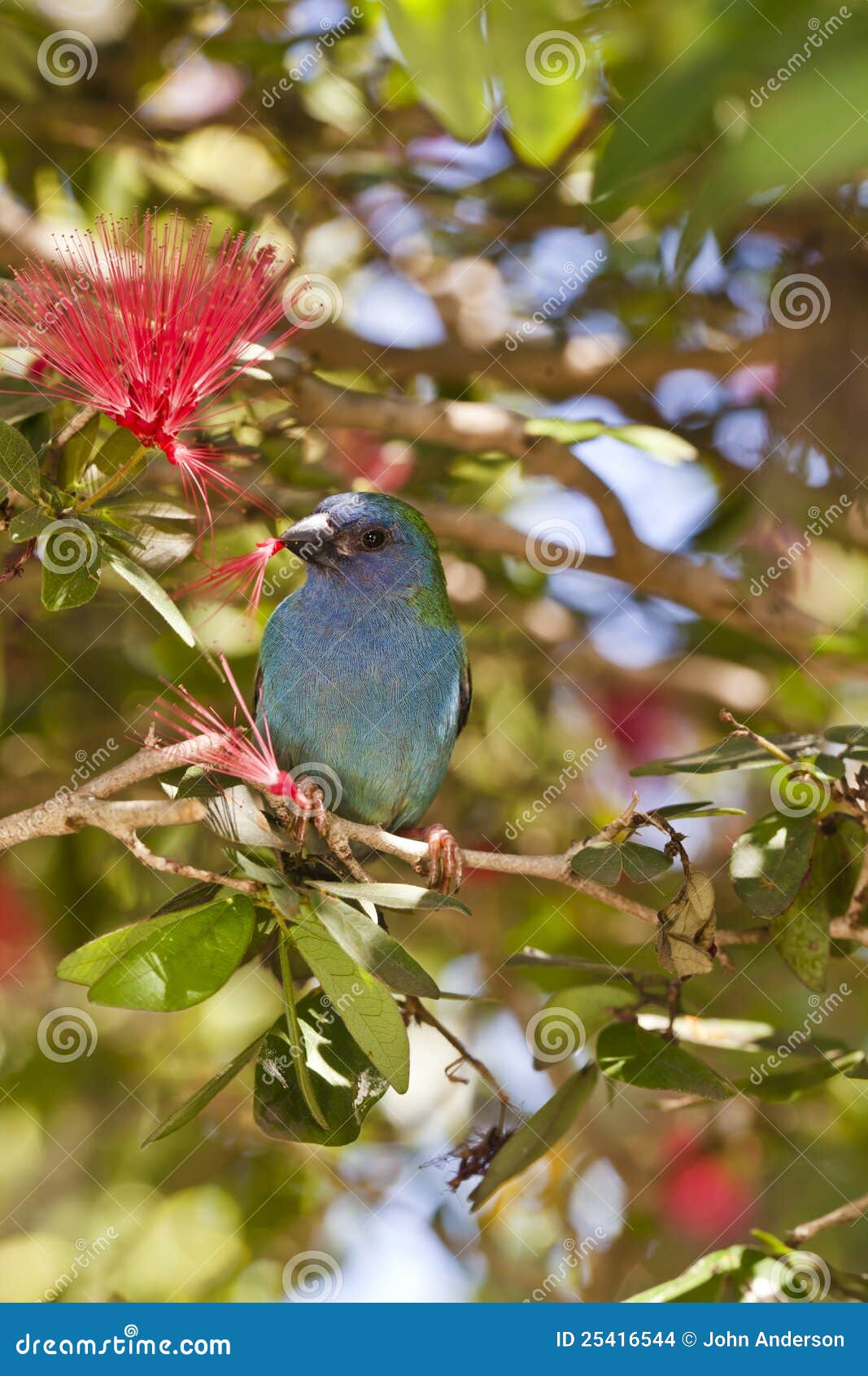 Forbes Parrot Finch stock photo. Image of indonesia, brush - 25416544