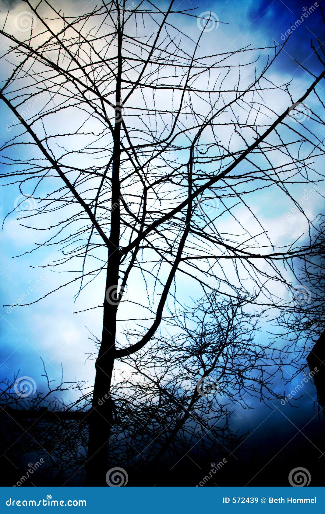 Forboding Trees stock image. Image of dead, bare, bright - 572439