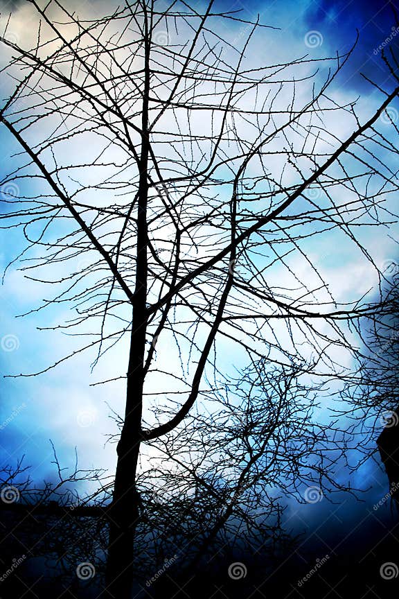 Forboding Trees stock image. Image of dead, bare, bright - 572439