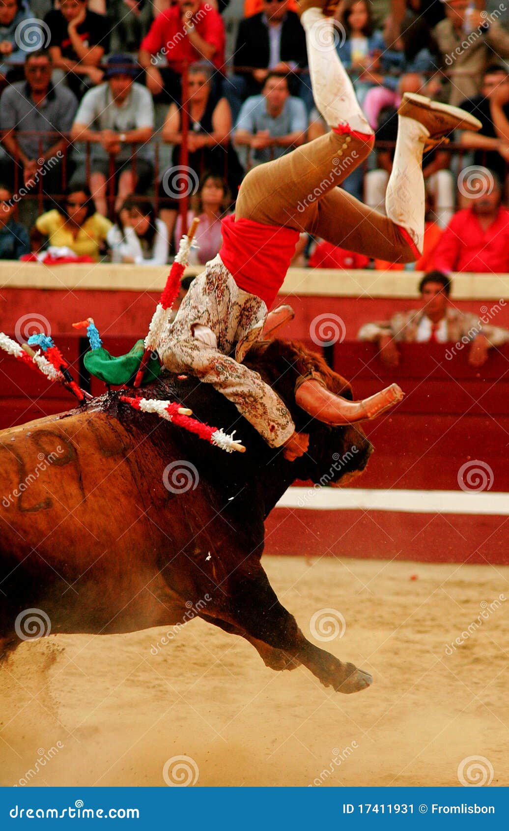 Forcado editorial photo. Image of crazyness, forcado - 17411931