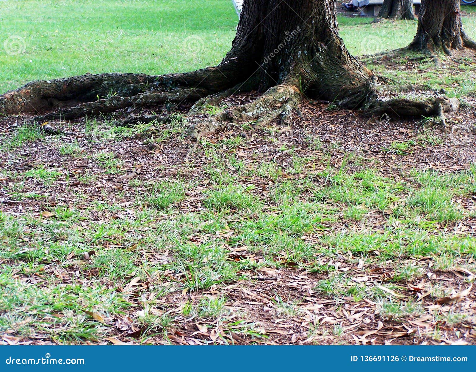 The force of tree roots stock photo. Image of roots - 136691126