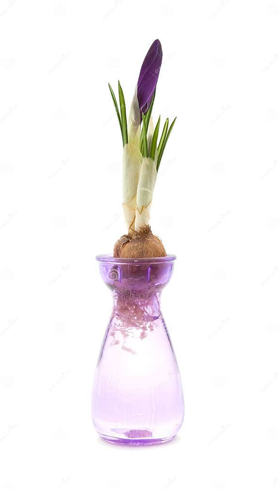 Forced crocus bulb stock image. Image of glass, roots - 13009821