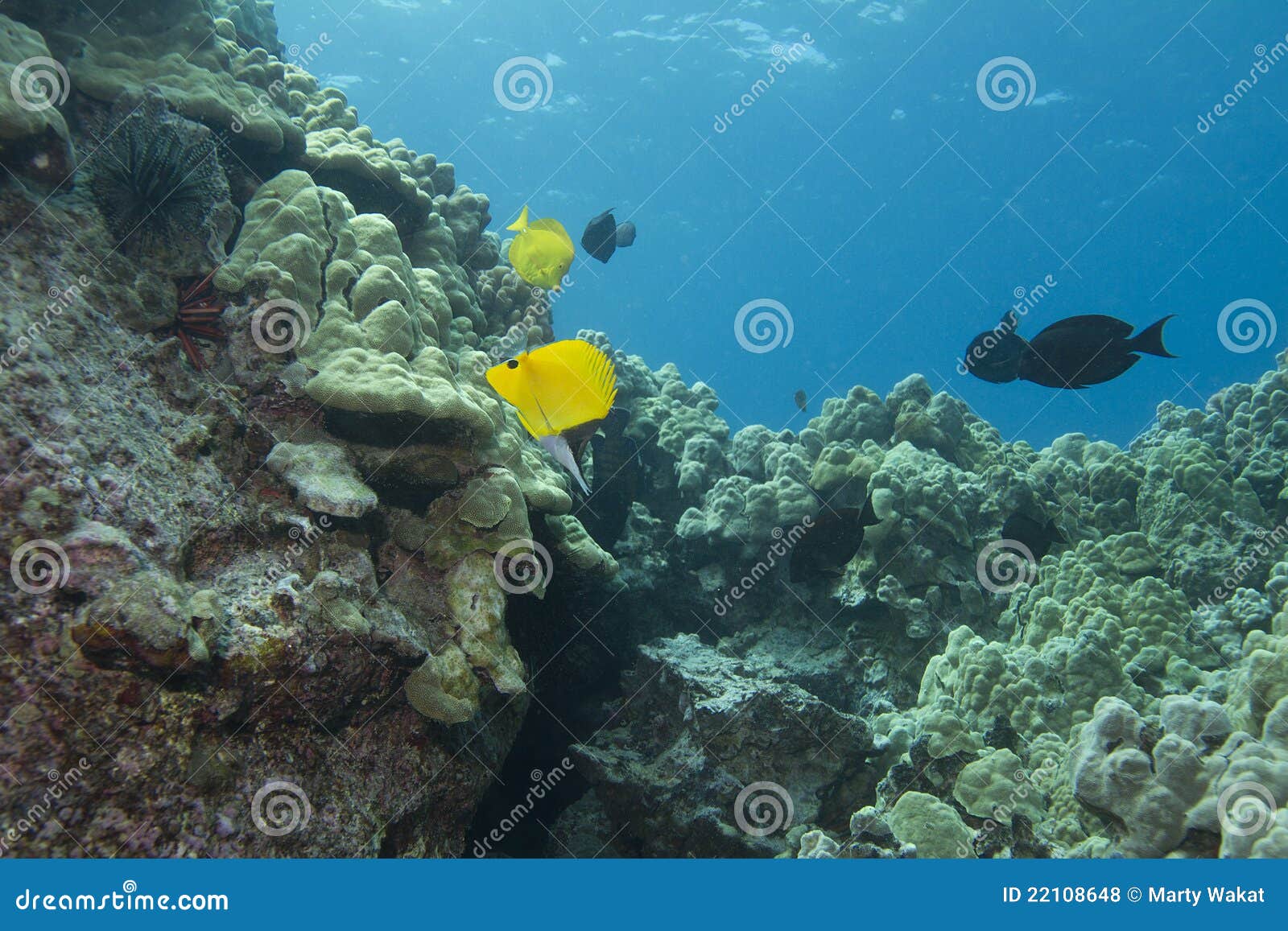 Forceps Butterflyfish stock photo. Image of hawaii, kailua - 22108648