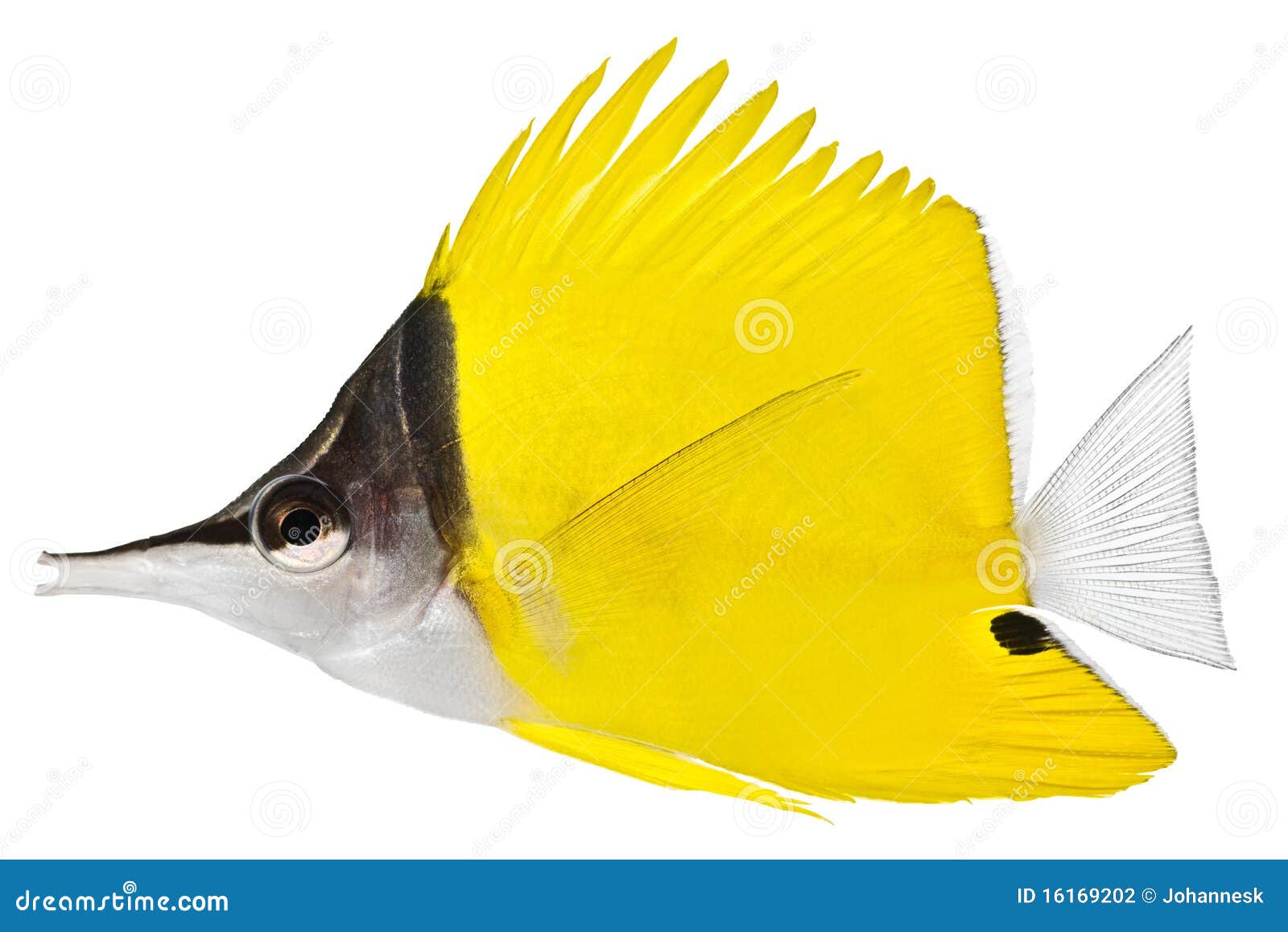 Forceps Fish stock photo. Image of long, life, snout - 16169202