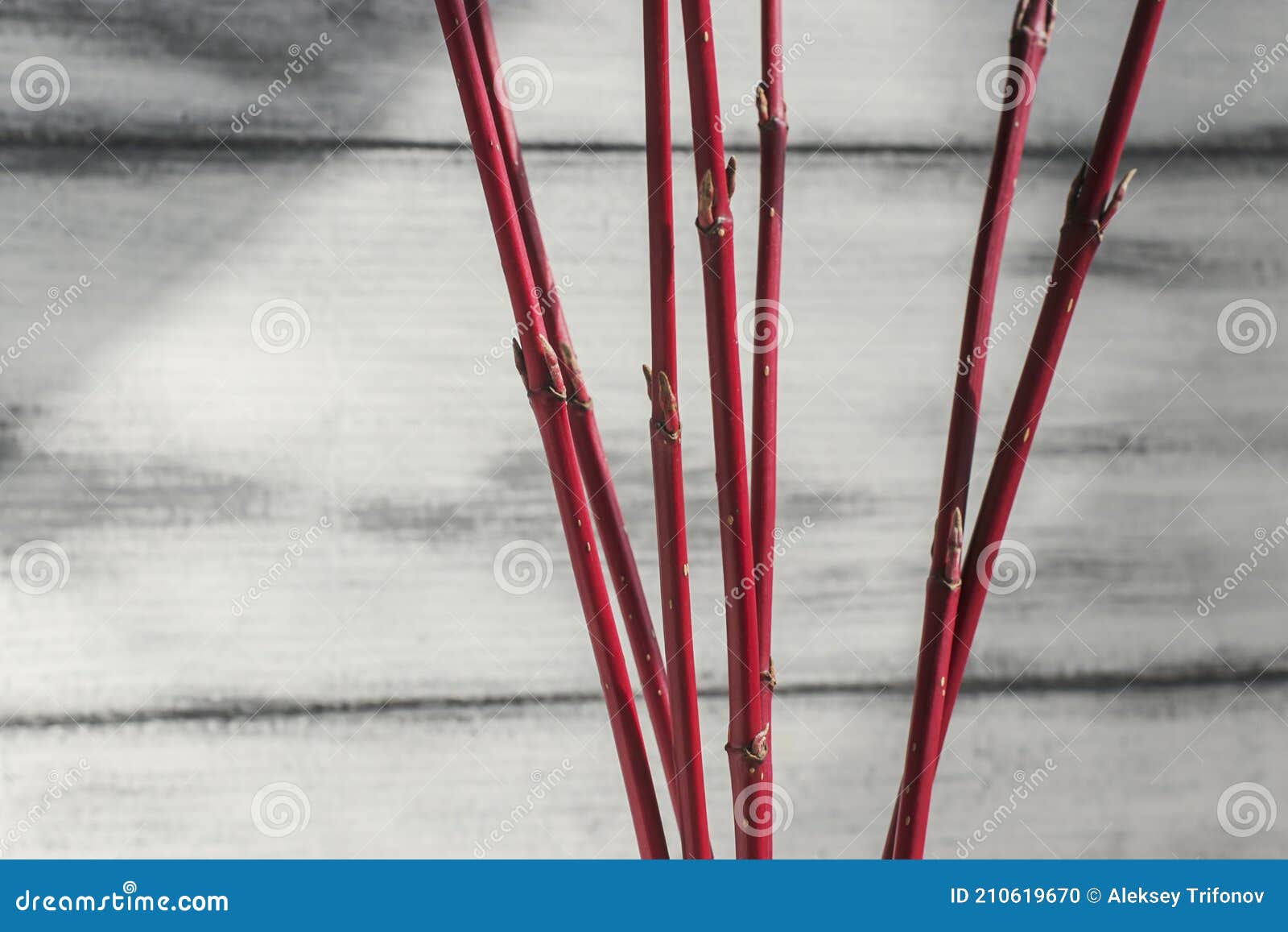 Forcing Leaves and Flowers from Cut Branches of Bushes and Trees. Step ...