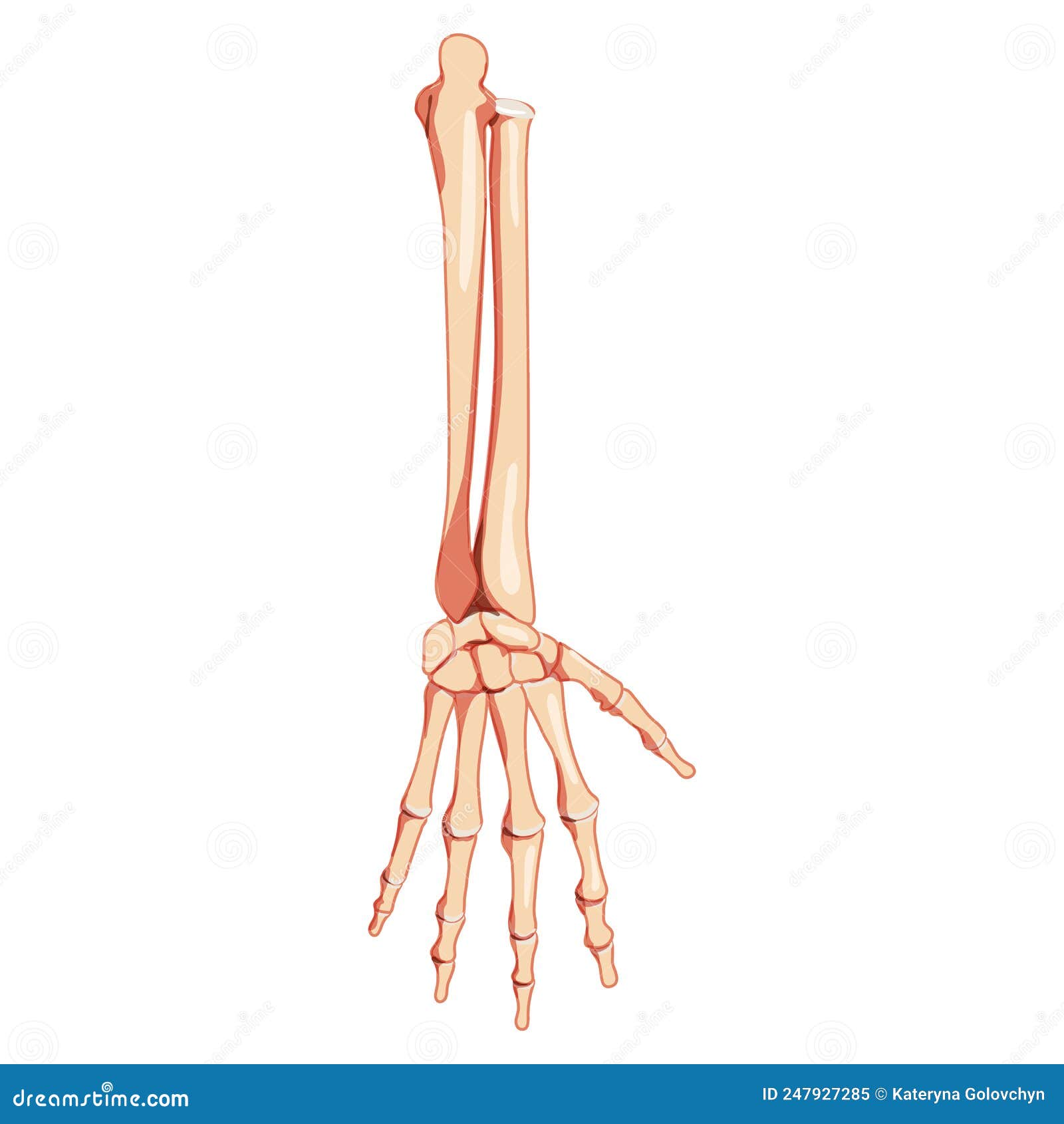 Forearms Skeleton Human Back View. Set Of Ulna, Radius, Hand, Carpals ...