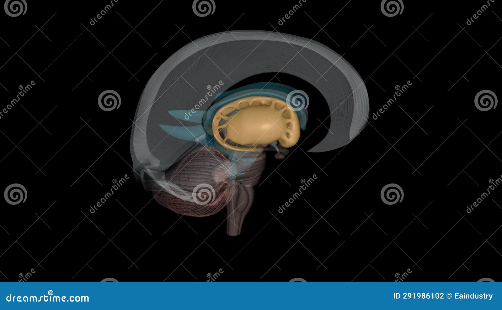 Forebrain Cartoons, Illustrations & Vector Stock Images - 647 Pictures ...