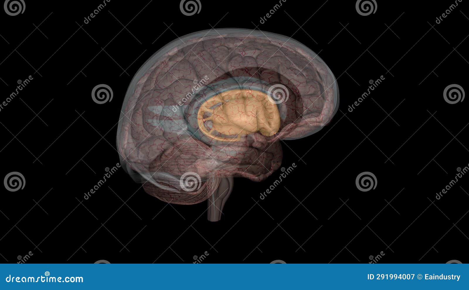 Forebrain Cartoons, Illustrations & Vector Stock Images - 647 Pictures ...