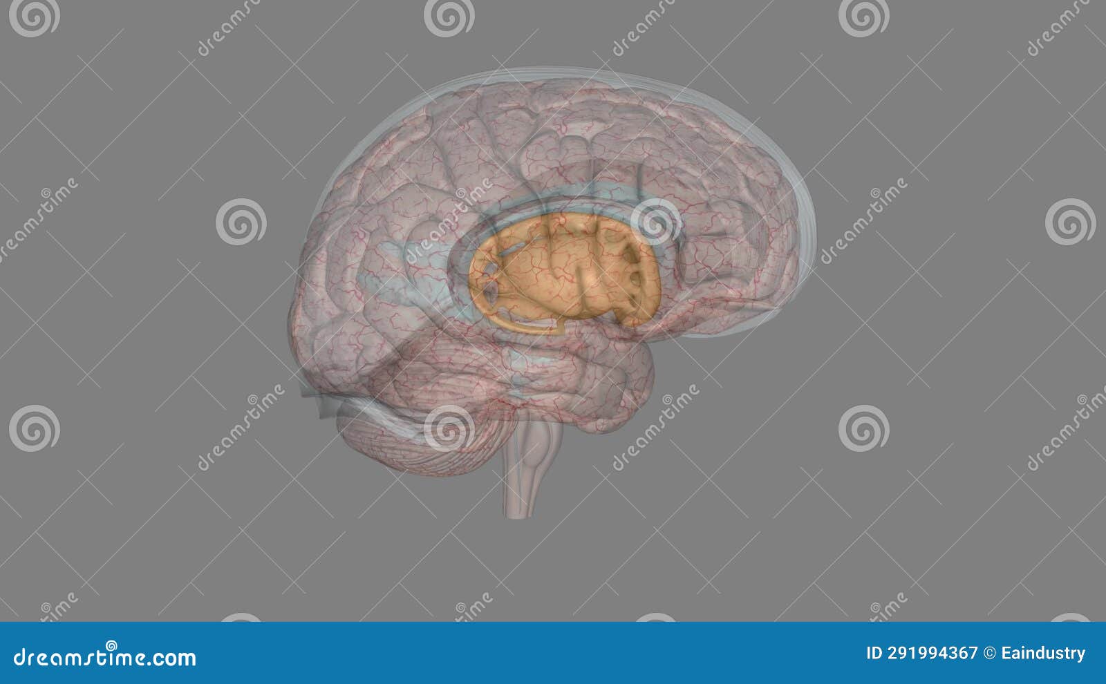 Forebrain Cartoons, Illustrations & Vector Stock Images - 647 Pictures ...