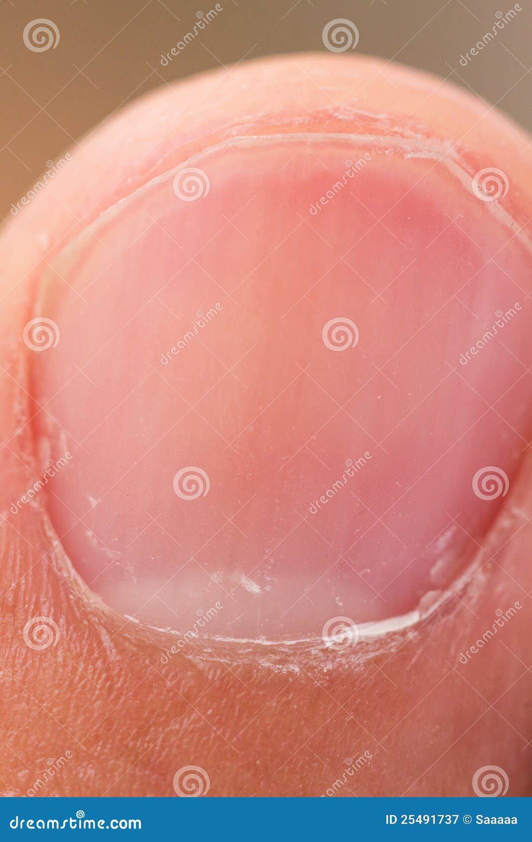 Forefinger stock image. Image of entire, closeup, finger - 25491737