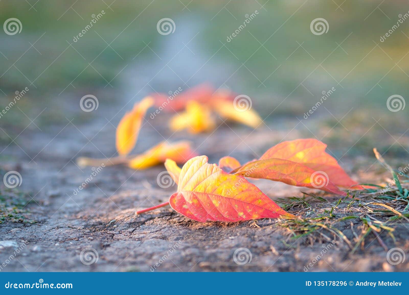 Foreground Autumn Leaves, the Path Going Away into the Distance on ...