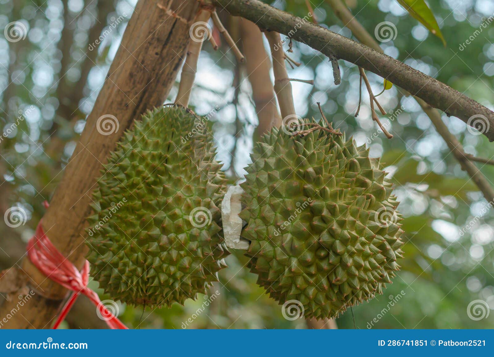 Foreground Durian Fruit the Real Durian Fruit that is on the Tree is an ...