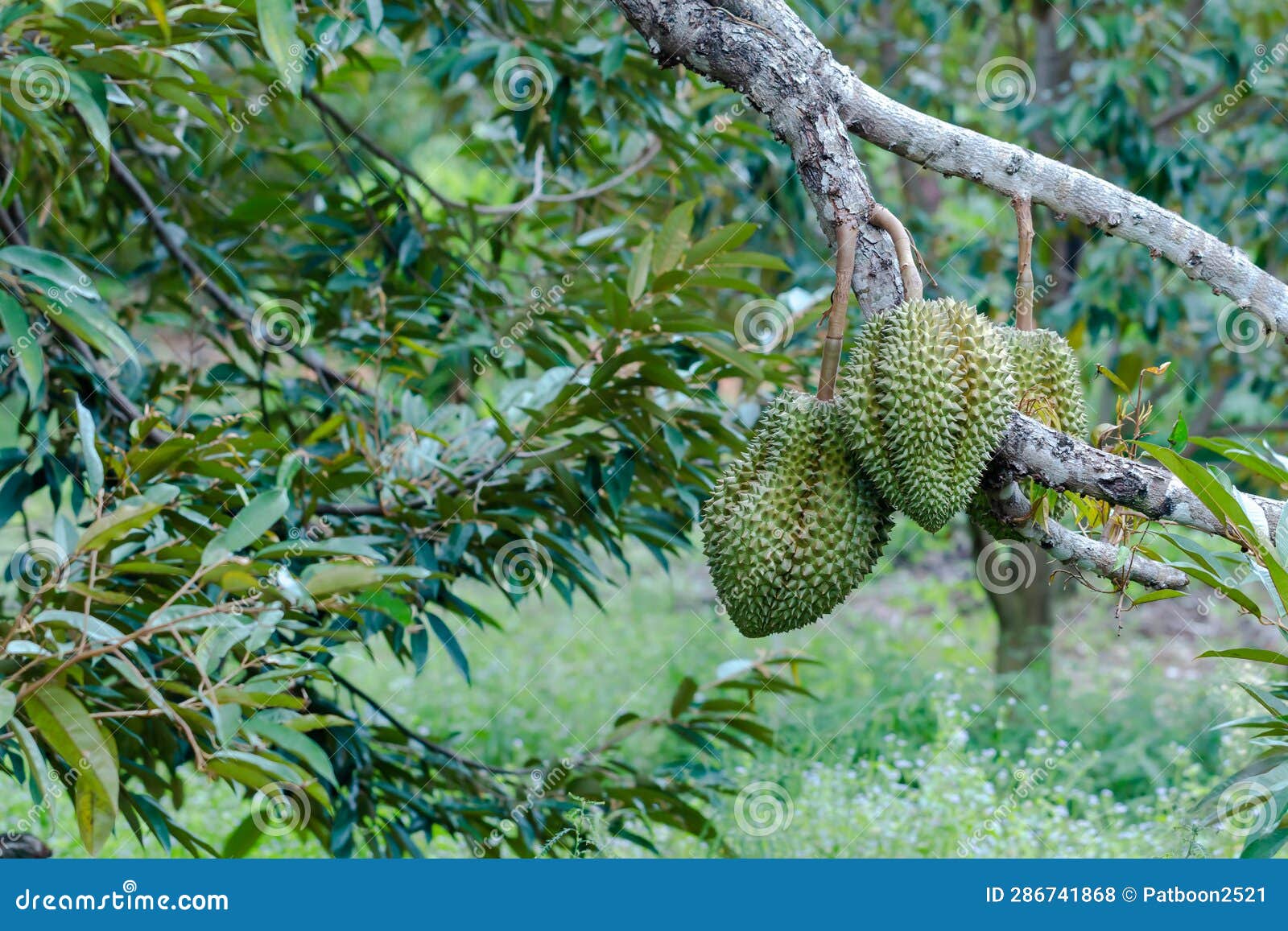 Foreground Durian Fruit the Real Durian Fruit that is on the Tree is an ...