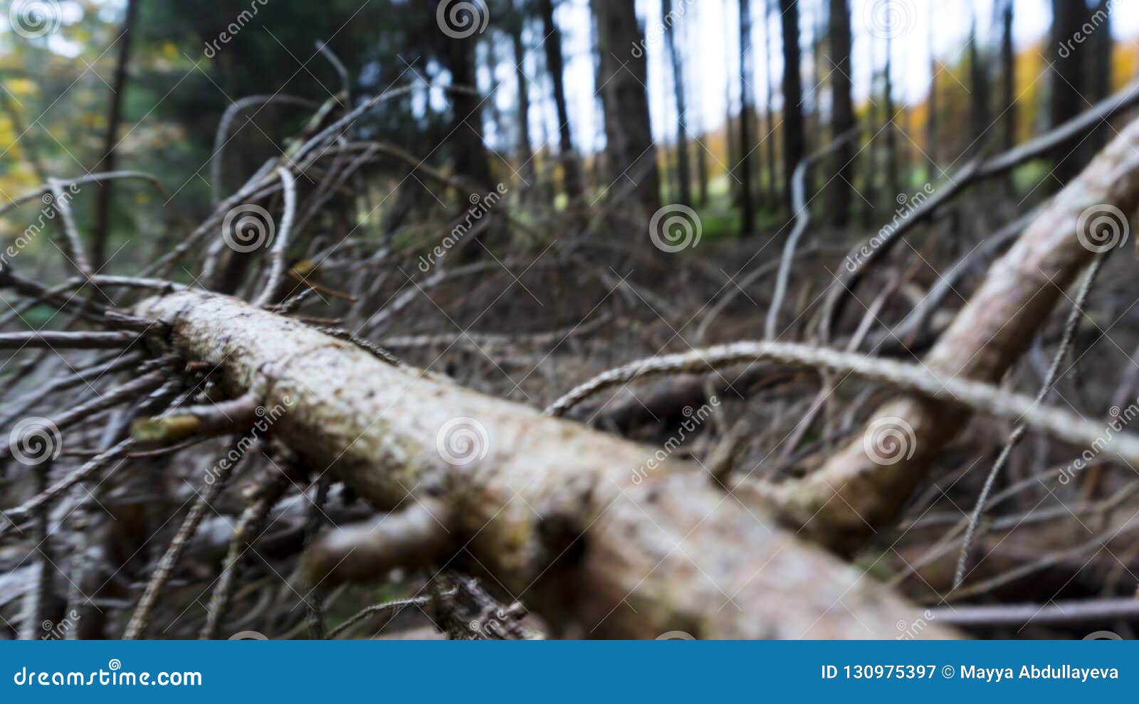 At the Foreground Fallen Dry Tree with Many Branches Stock Image ...