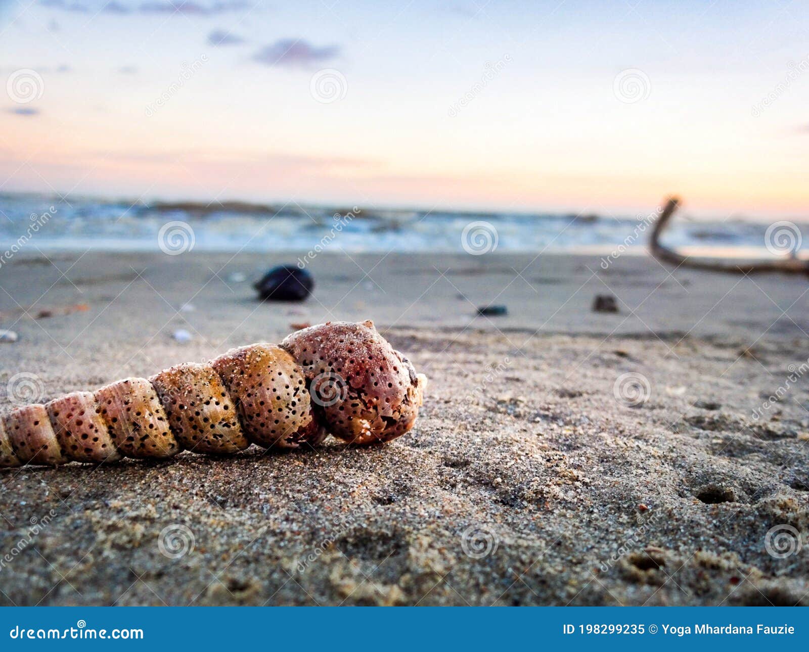 136,798 Shell Object Stock Photos - Free & Royalty-Free Stock Photos ...