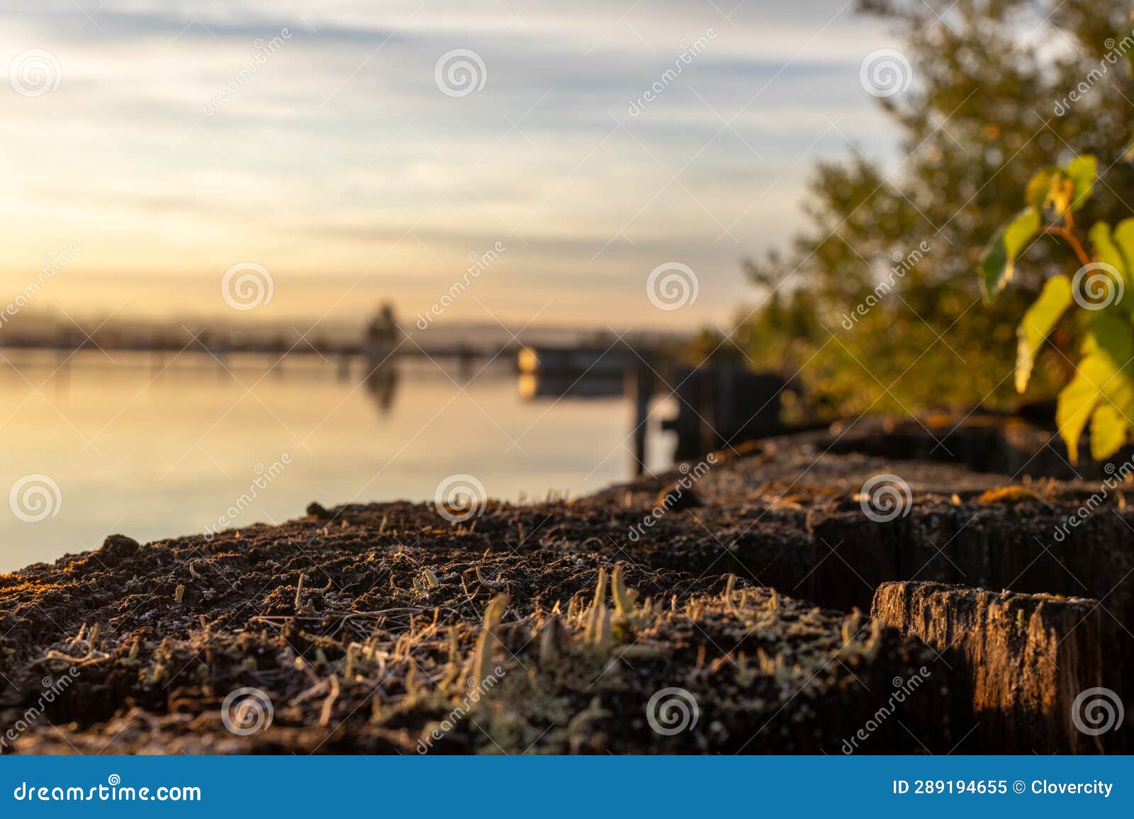 Foreground Focus with Shallow Depth of Field Stock Image - Image of ...