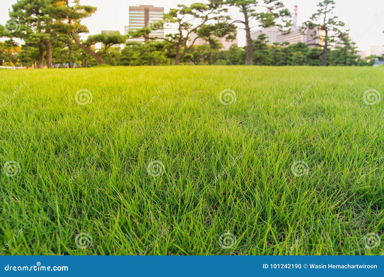 Foreground grass stock photo. Image of texture, garden - 101242190