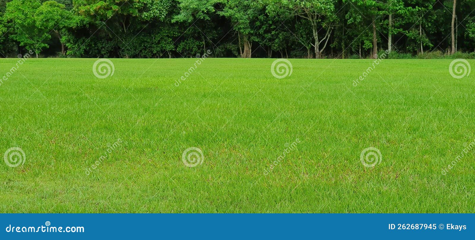Foreground of Green Grass in Park Stock Image - Image of foliage, plant ...