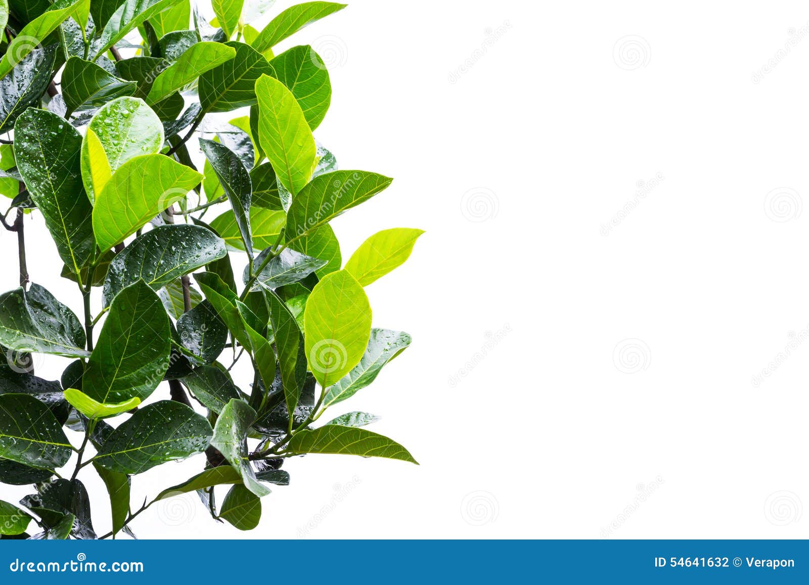 Foreground from Leaves on White Stock Photo - Image of leaves, branch ...