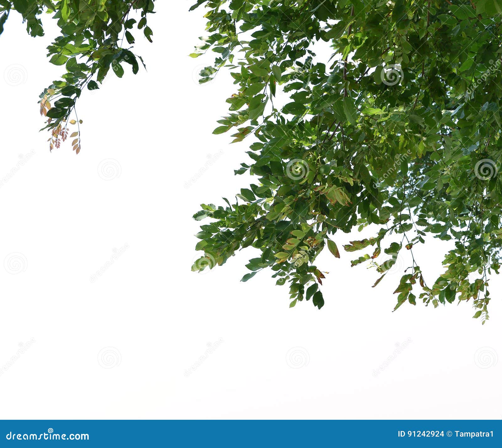 Foreground of Lush Trees Isolated on White Background Stock Photo ...