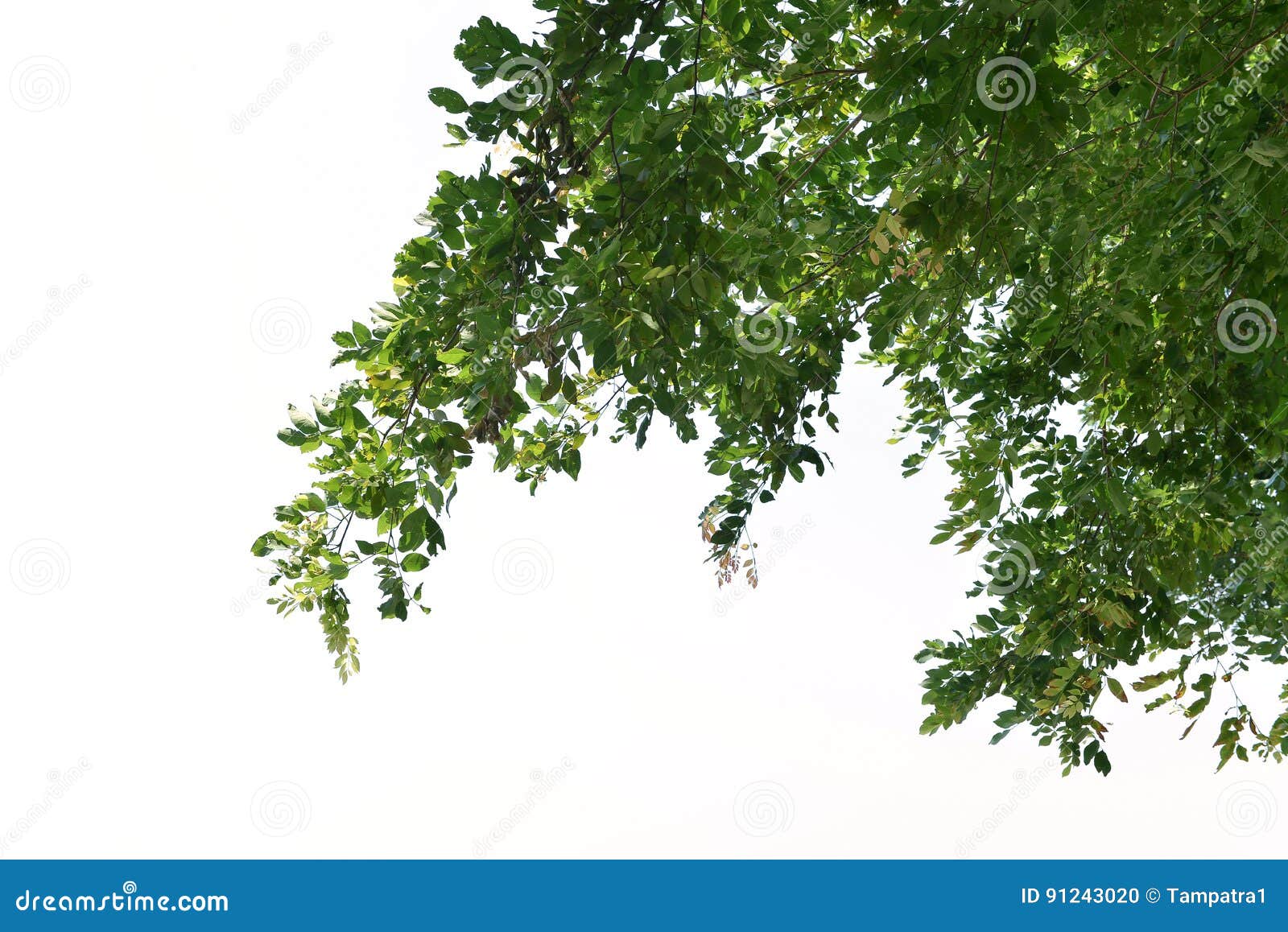 Foreground of Lush Trees Isolated on White Background Stock Photo ...