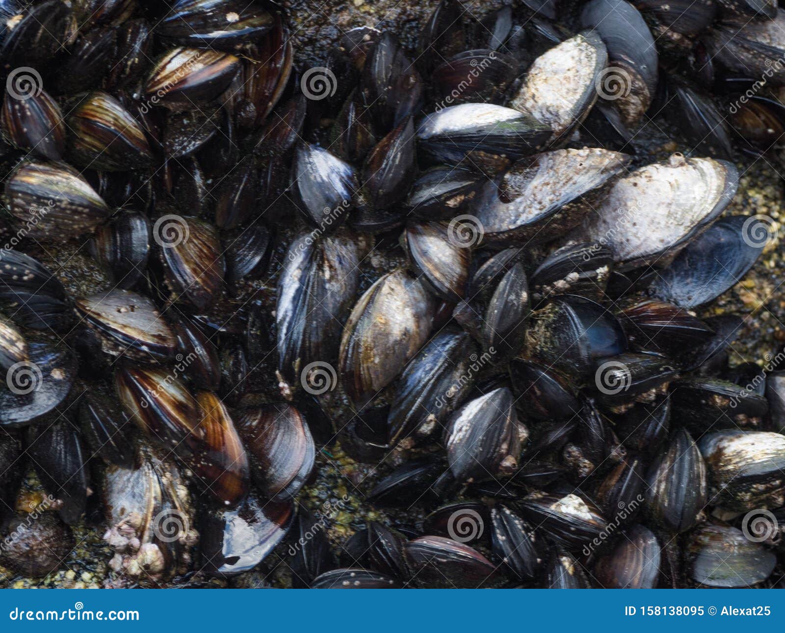 Mussels on the rock stock image. Image of bivalve, abstract - 158138095