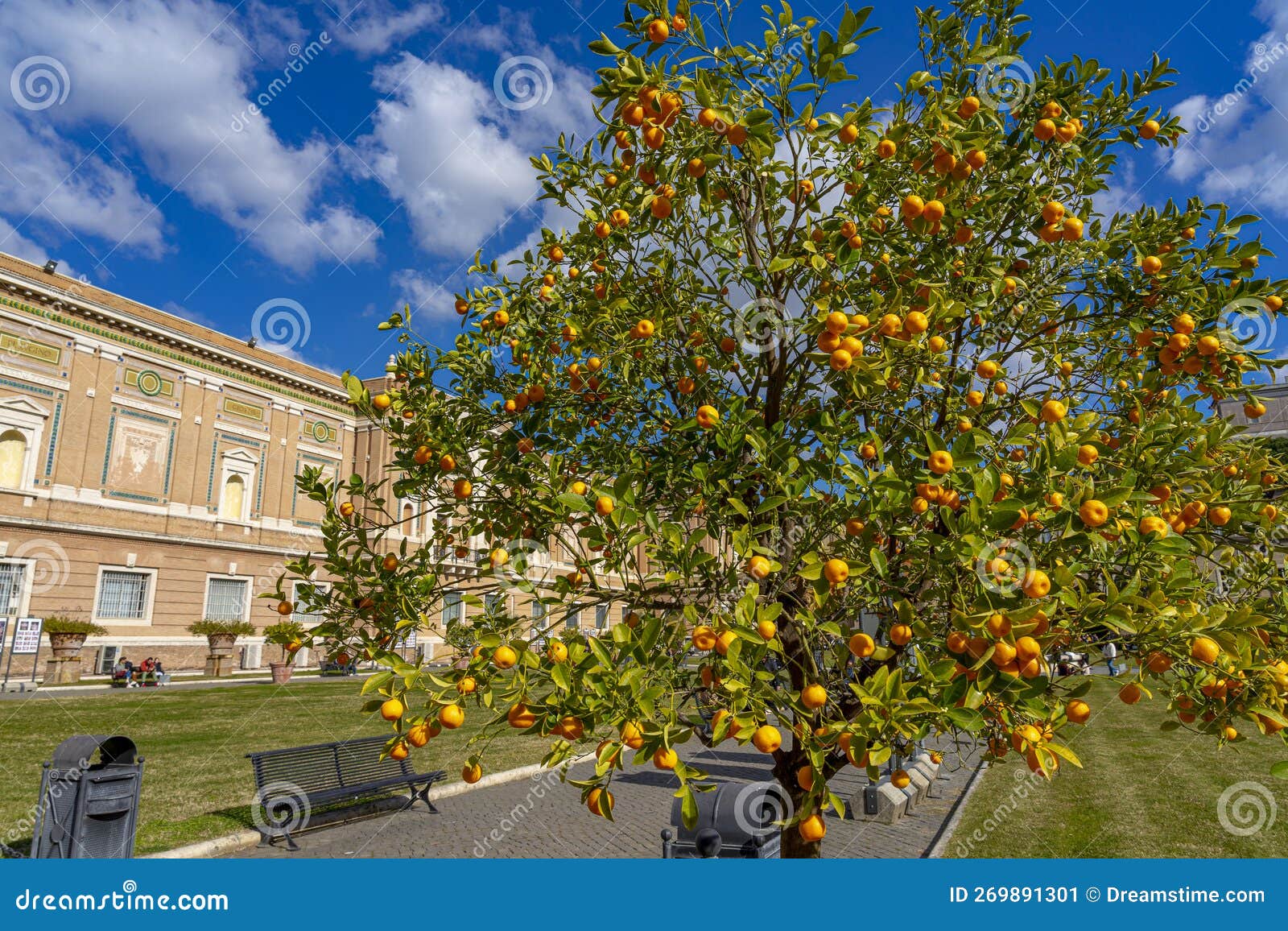 Foreground of Orange Tree with Fruit Inside Vatican Museum Gardens ...