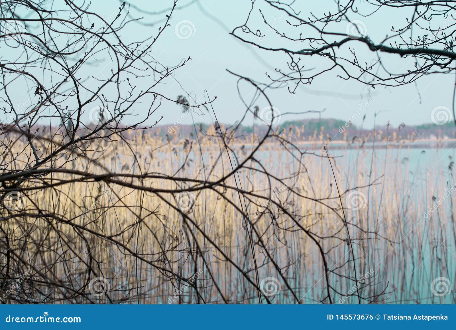 In the Foreground are Tree Branches, in the Background is a Lake Stock ...