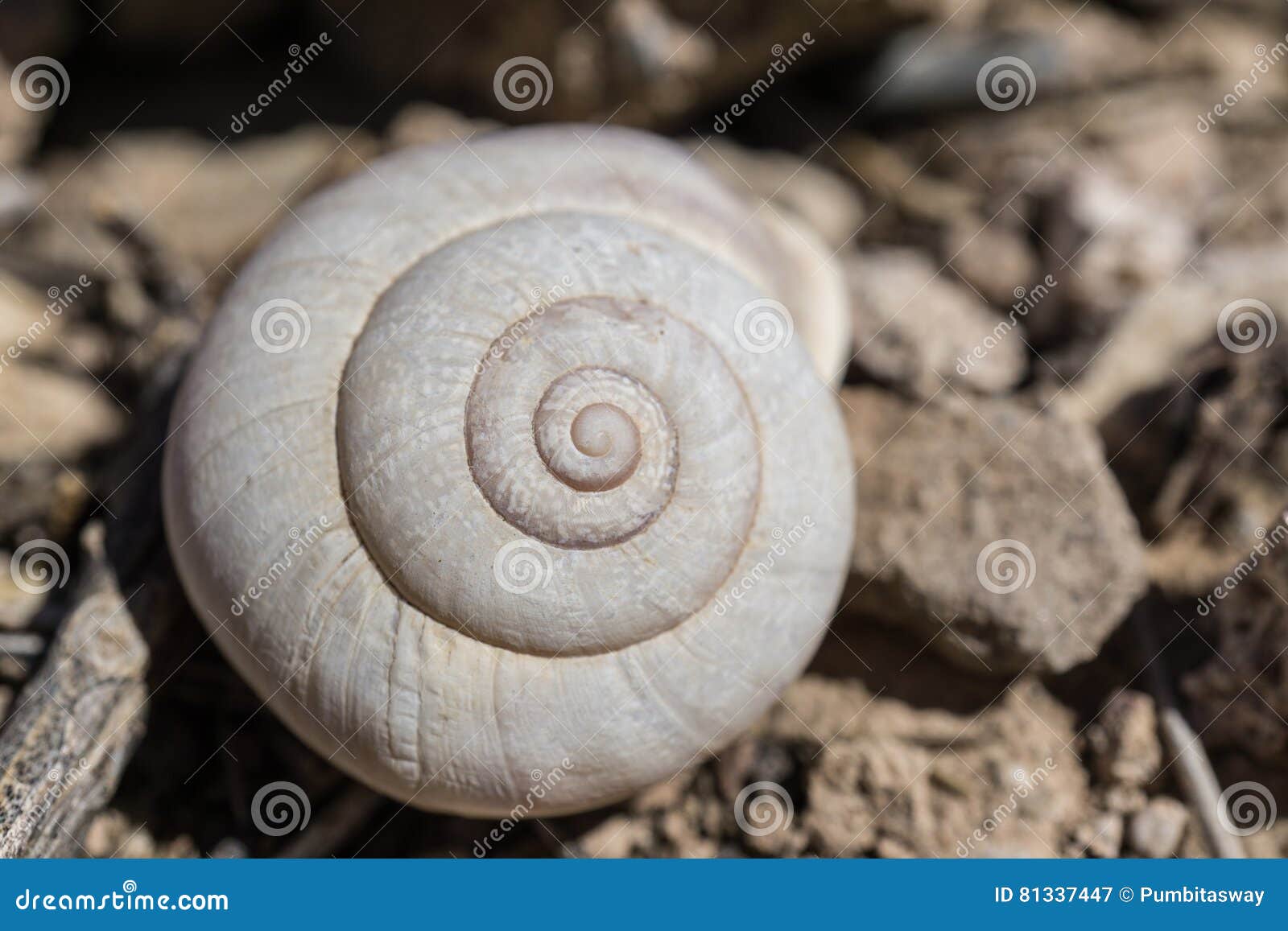 Foreground White Snail Shell Over a Brown Background of Stones Stock ...