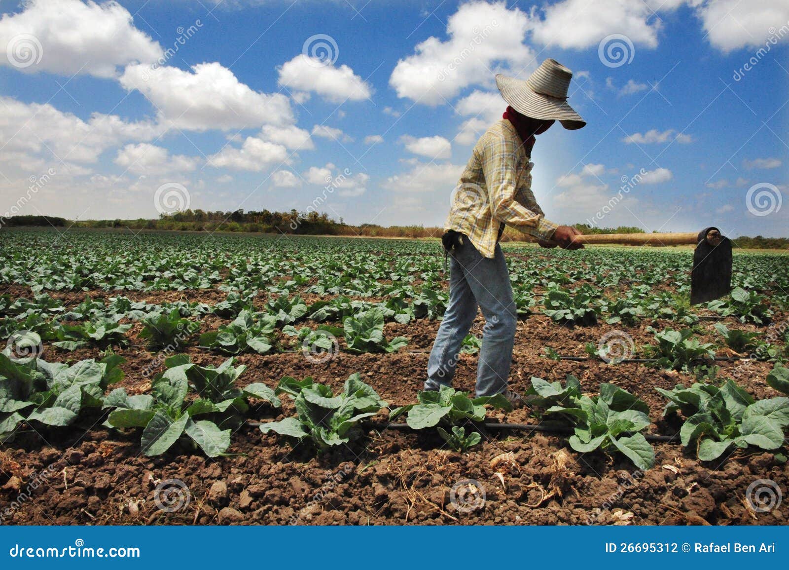 Foreign Thai Worker in Israel Editorial Photography - Image of crop ...