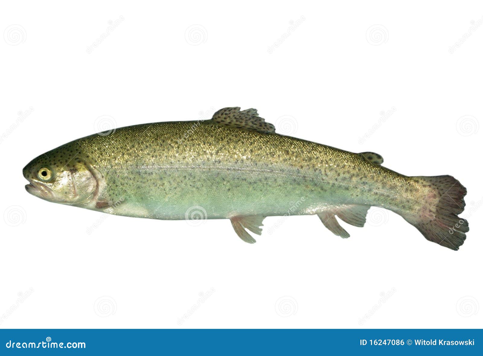 Forel stock foto. Image of forel, dieet, zeevruchten - 16247086