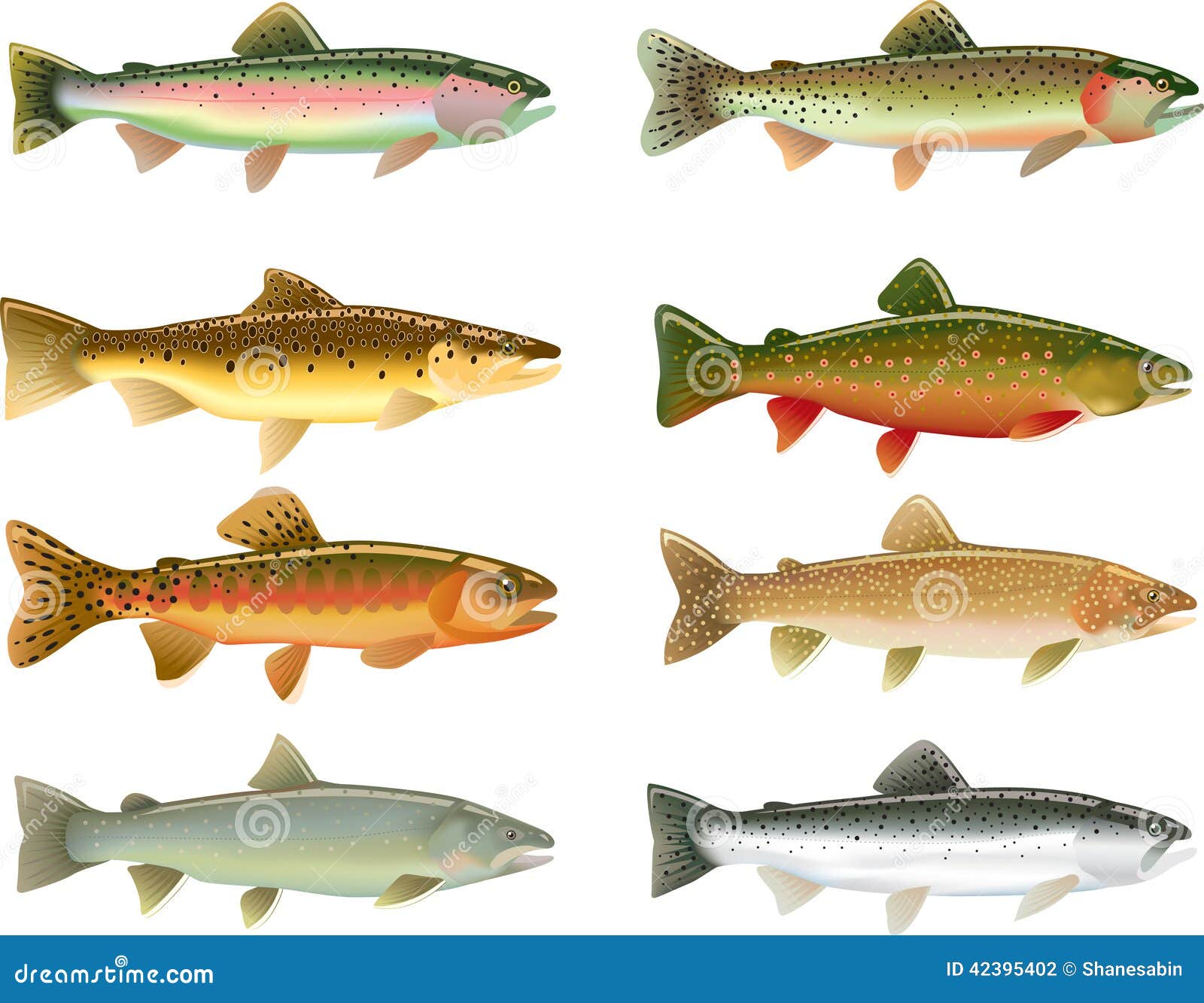 Forel vector illustratie. Illustration of vissen, visserij - 42395402