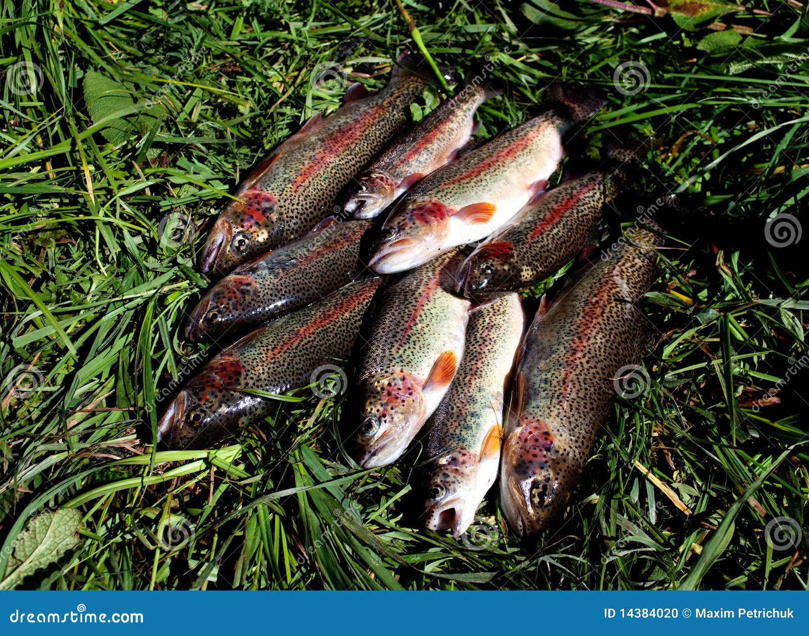 Forell arkivfoto. Bild av baird, fiske, fiskare, forell - 14384020