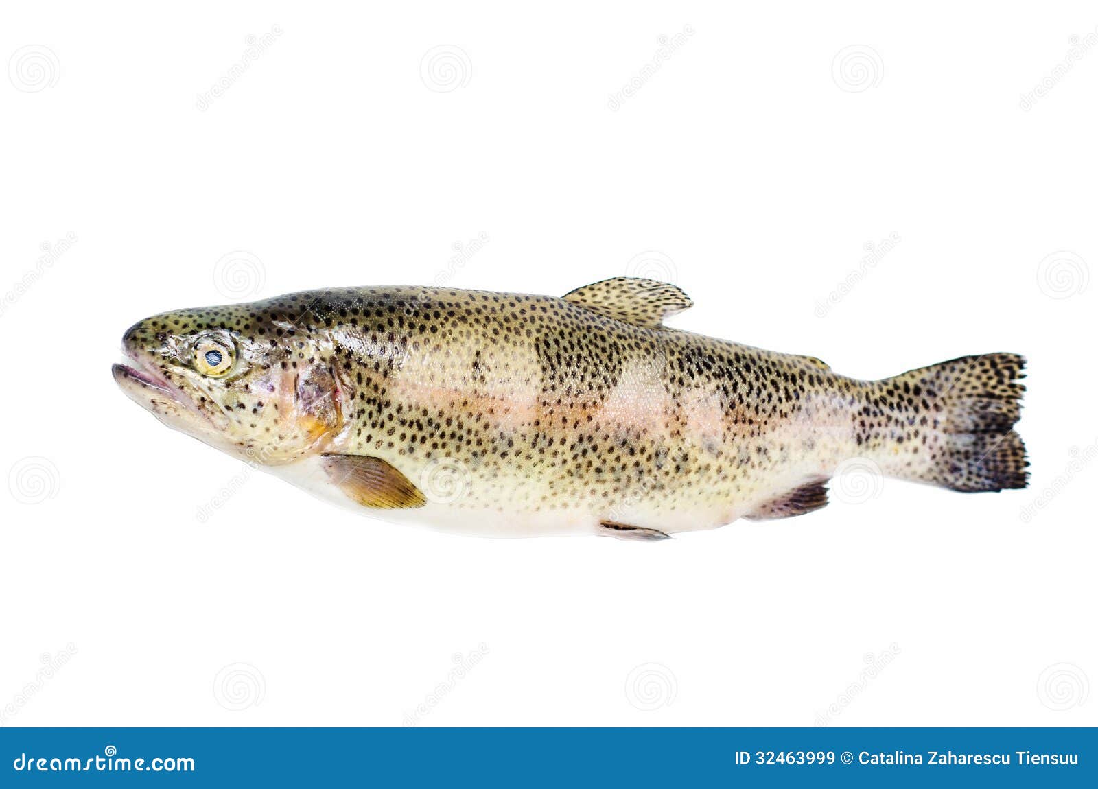 Forell fotografering för bildbyråer. Bild av kött, ingrediens - 32463999