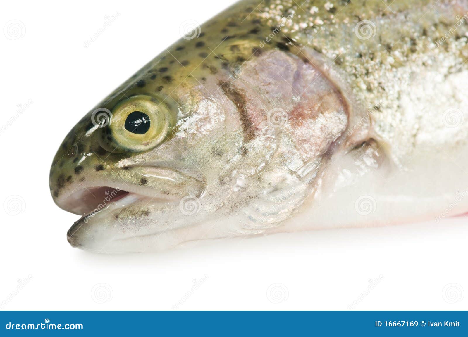 Forelle stockbild. Bild von forelle, frische, fische - 16667169