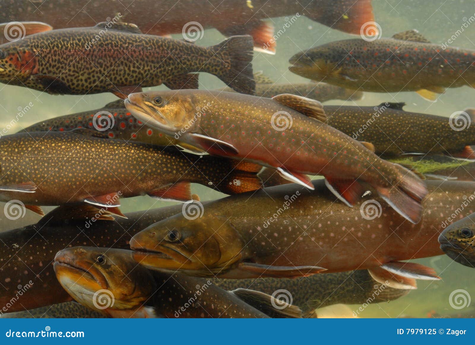 Forelle stockbild. Bild von kalt, berg, scharf, nave, erholung - 7979125