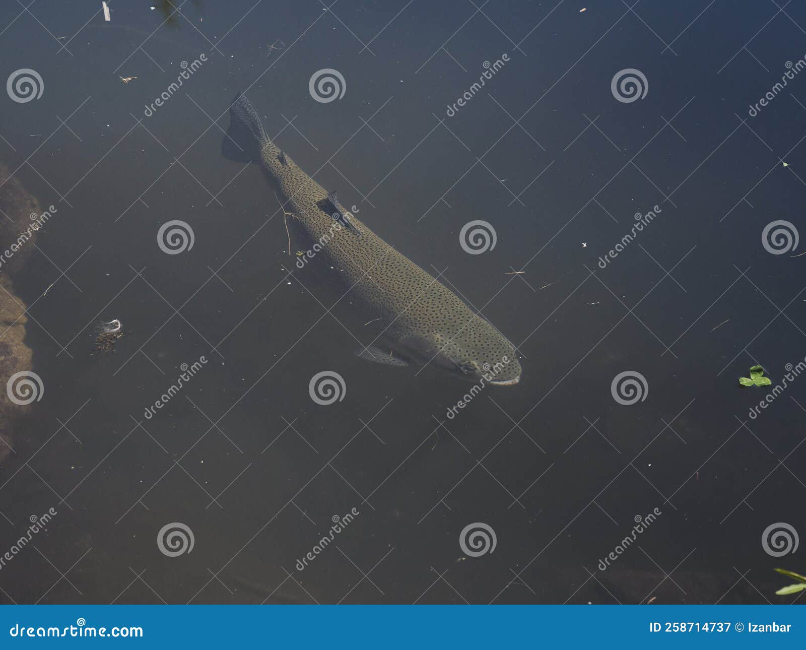 Forelle in Einem See Unter Wasser Stockbild - Bild von verriegelung ...