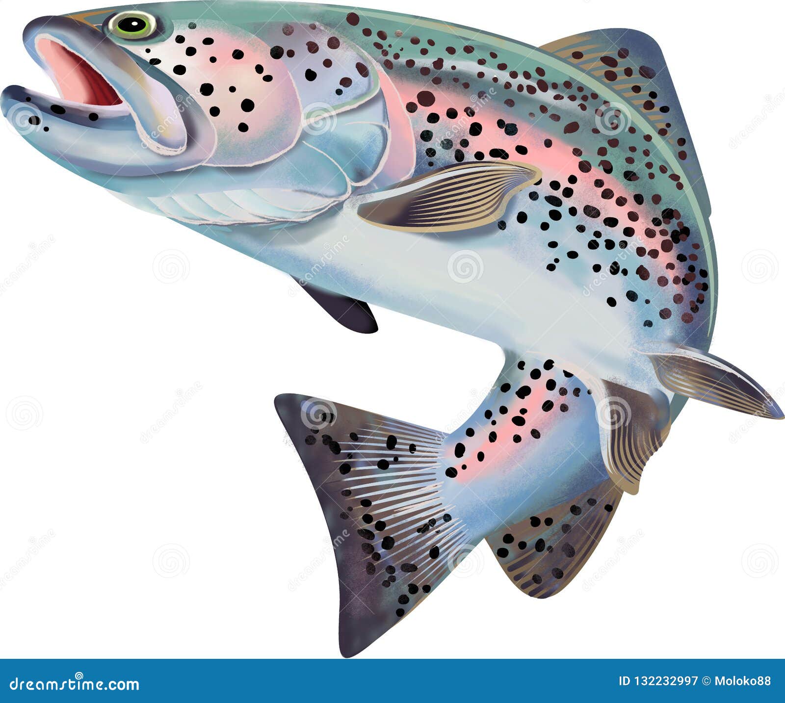Forellen-Fisch-Illustration Bunte Illustration Mit Details Vektor ...