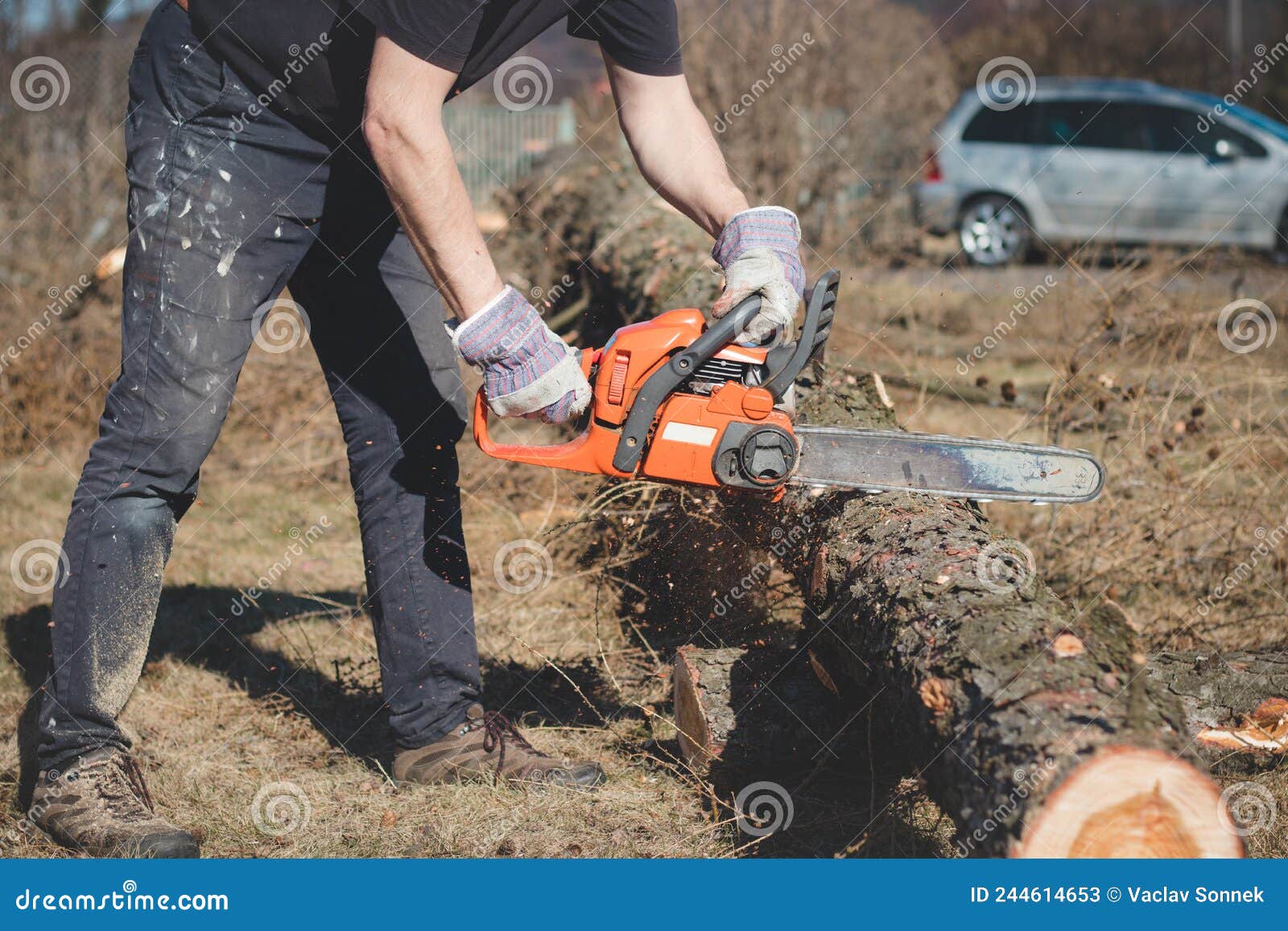 Foreman in Work Clothes Cuts a Dry Tree with a Chainsaw for Later ...
