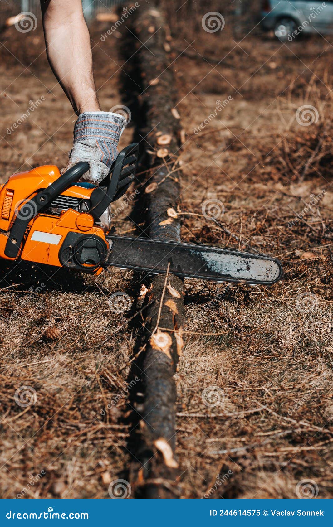 Foreman in Work Clothes Cuts a Dry Tree with a Chainsaw for Later ...