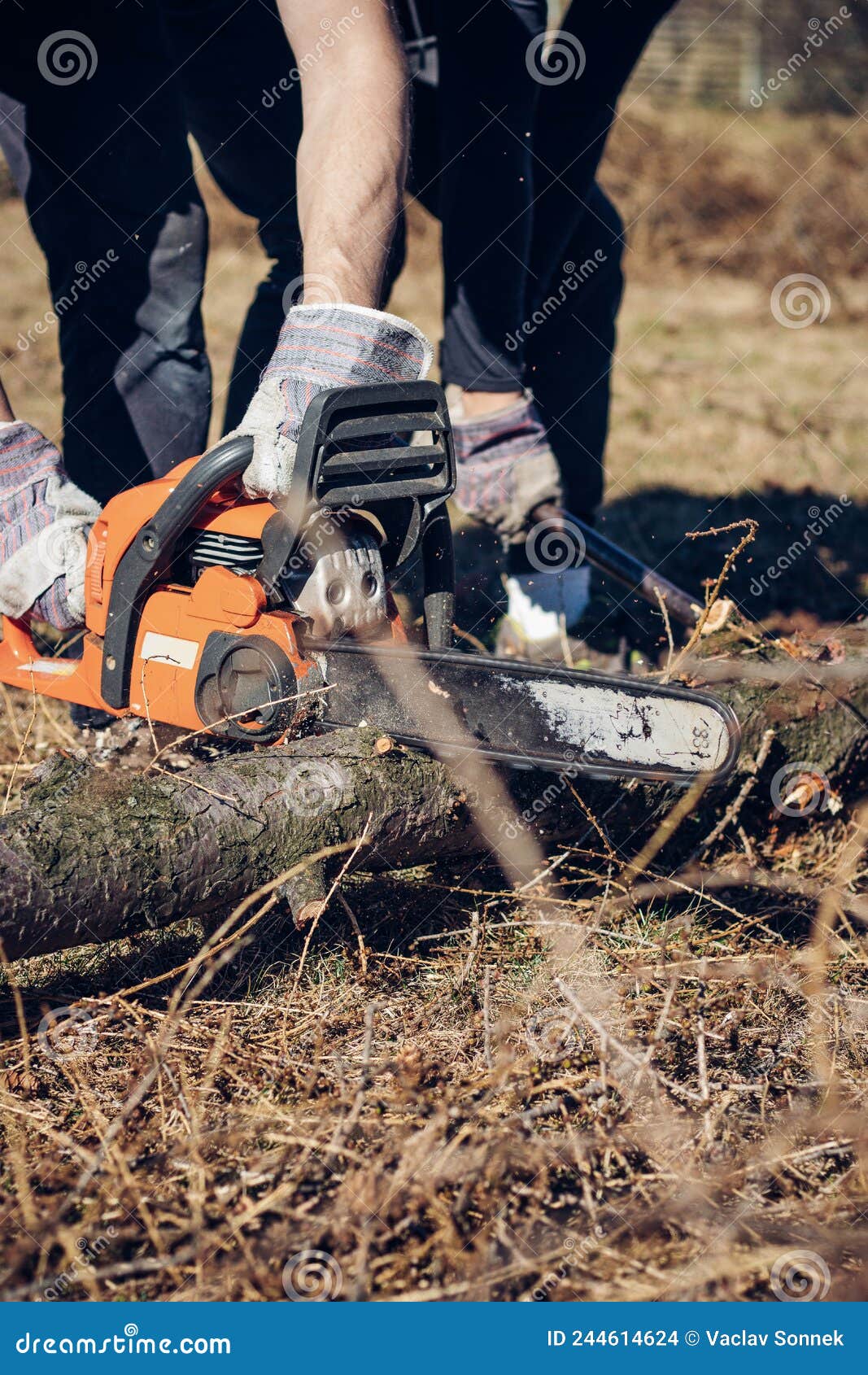 Foreman in Work Clothes Cuts a Dry Tree with a Chainsaw for Later ...