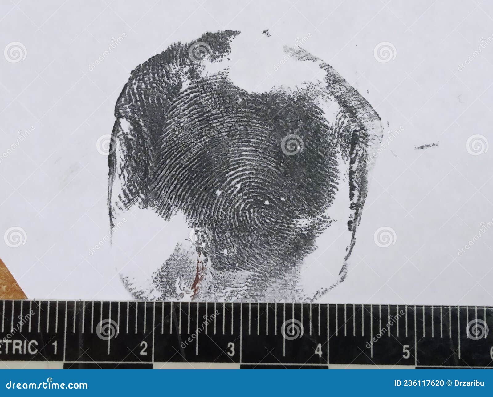 Forensic Examination of Fingerprints in the Laboratory Stock Photo ...
